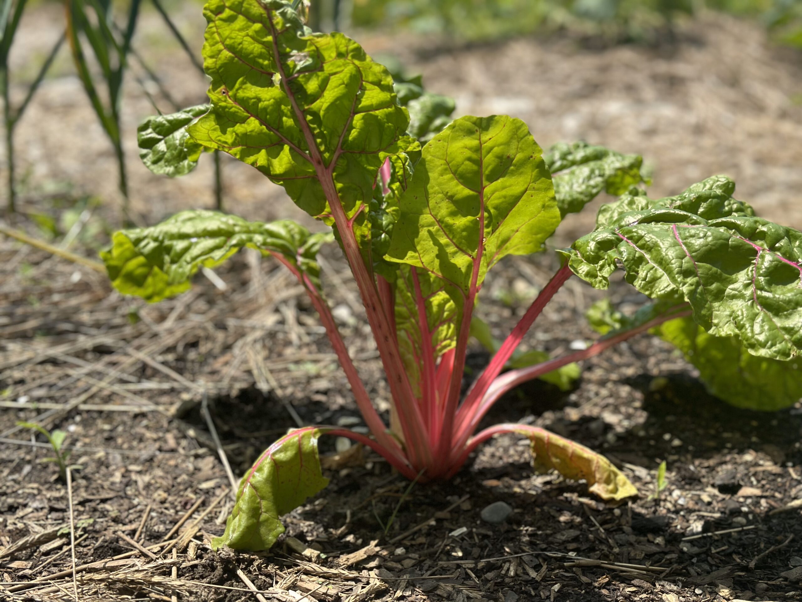 AYCC Continues Participation in Food Program - Alfond Youth & Community ...